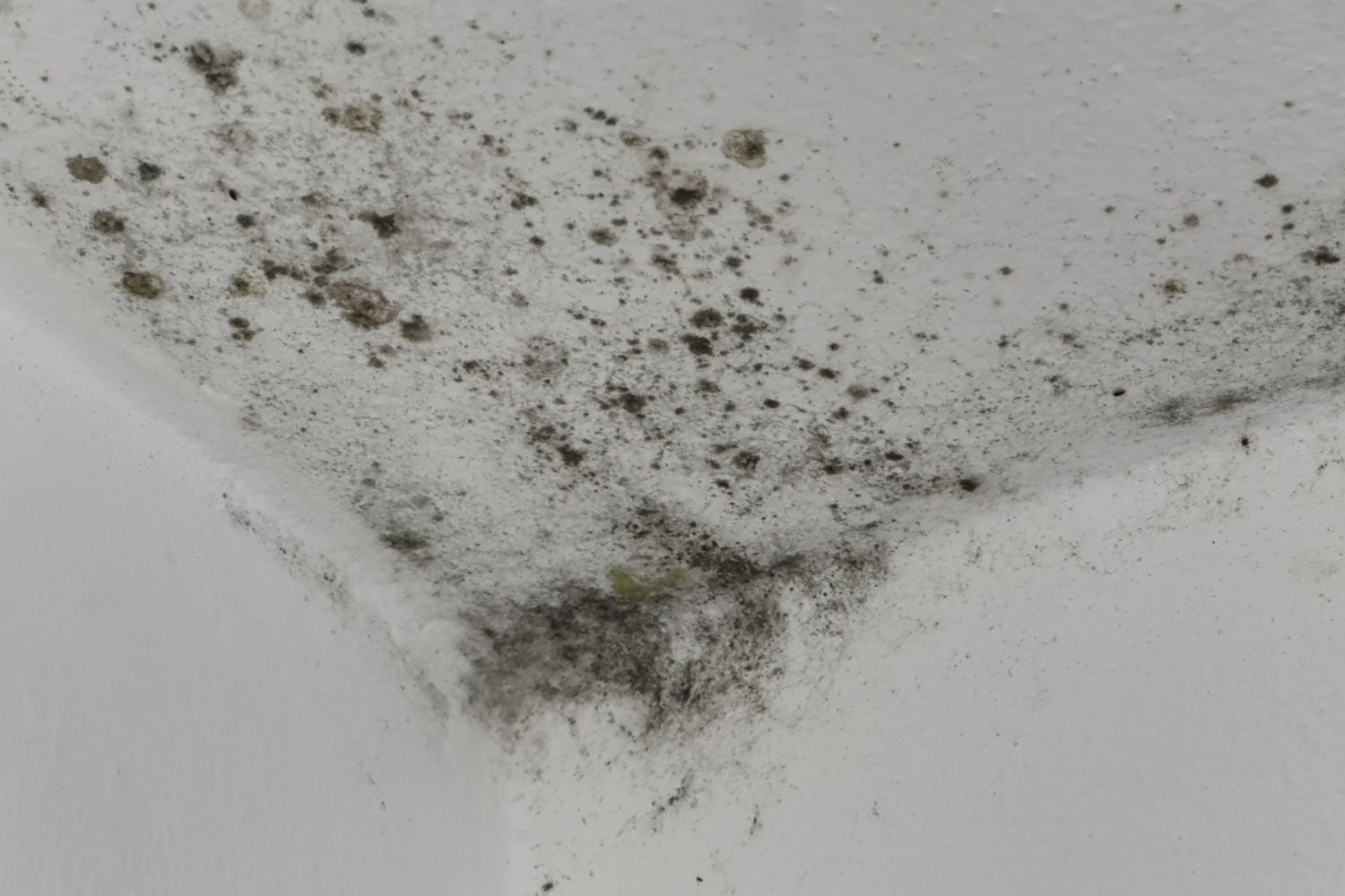 Damp and Mould - Teign Housing